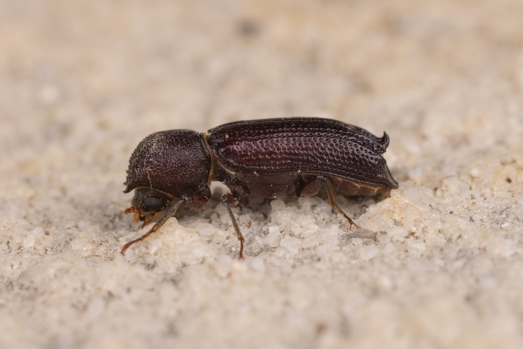 Heterobostrychus aequalis from 中国云南省临沧市耿马傣族佤族自治县 on November 24, 2024 at 10:13 PM by Yishen Xiao ...