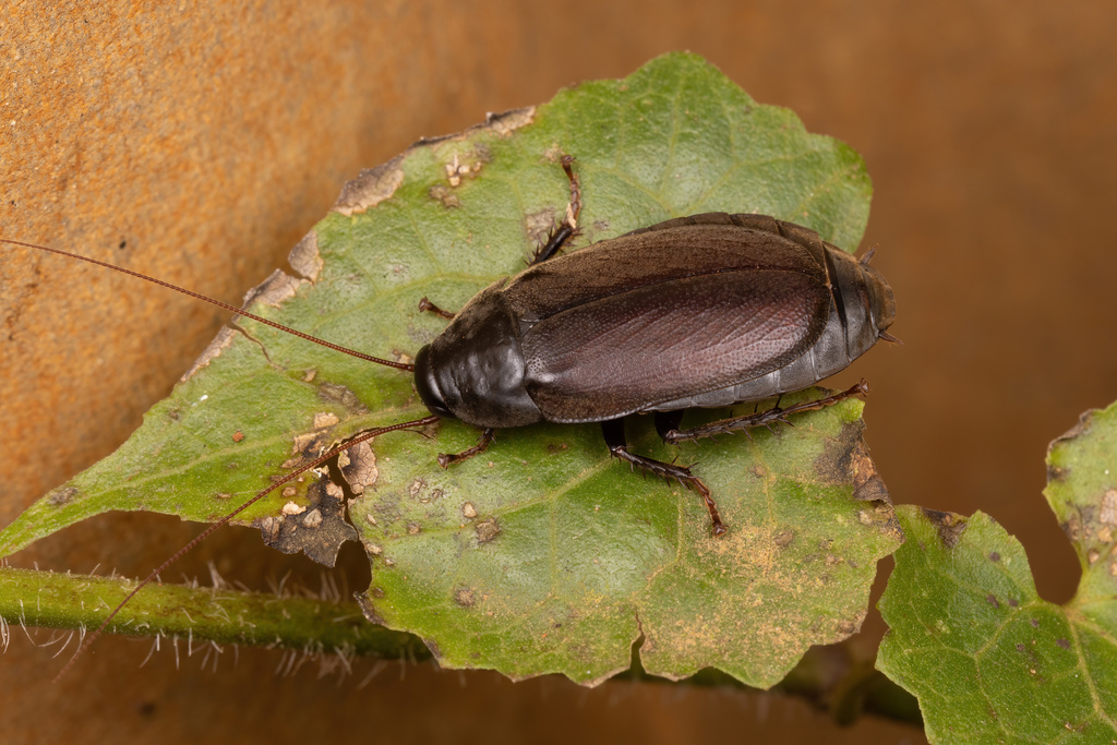 Pacific Beetle Cockroach From 中国云南省临沧市耿马傣族佤族自治县 On November 24 2024 At 0805 Pm By Yishen Xiao