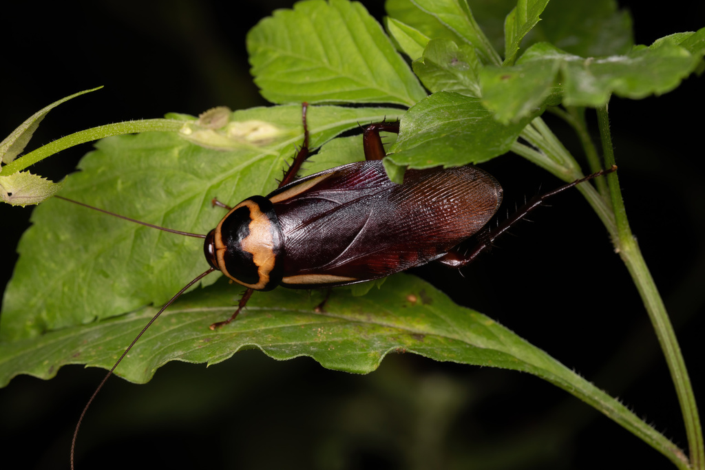 Australian Cockroach from 中国云南省临沧市耿马傣族佤族自治县 on November 24, 2024 at 07: ...