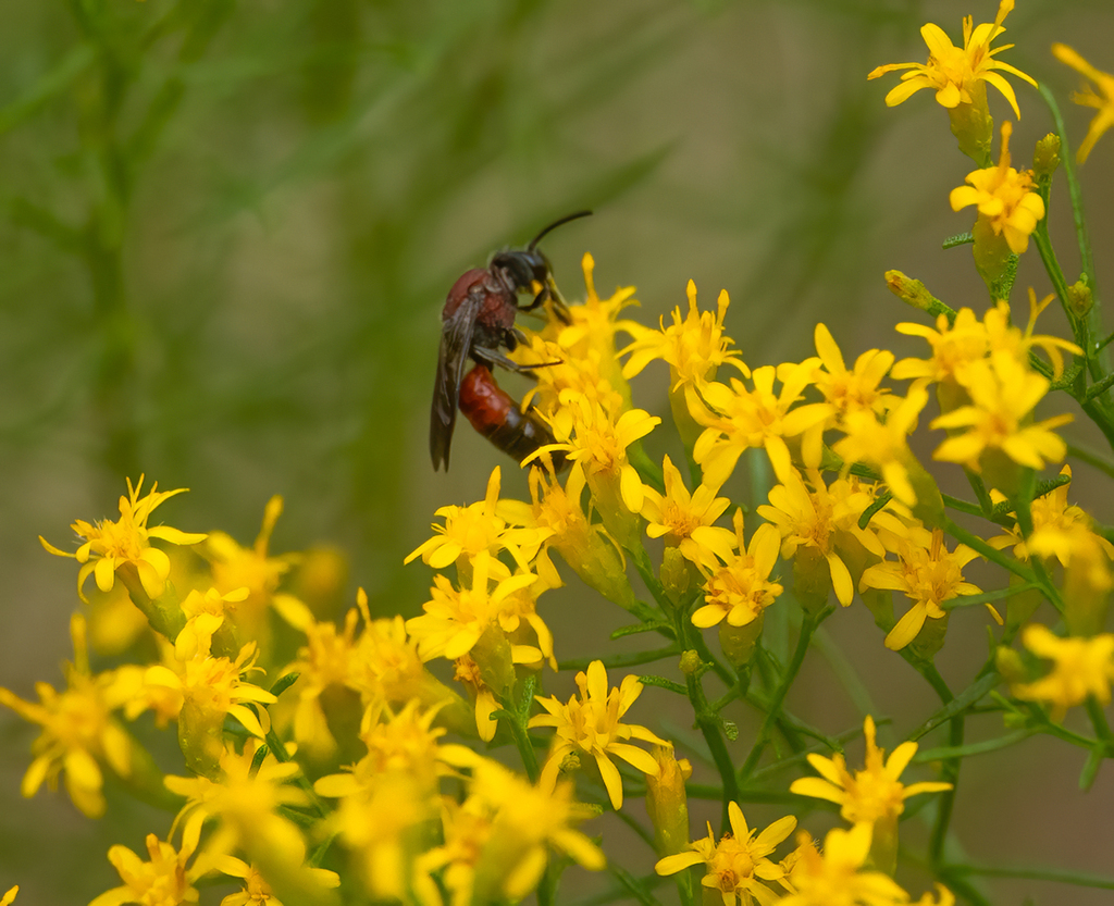 Cyclops Blood Bee from Frenchman's Forest Natural Area 12201 Prosperity ...