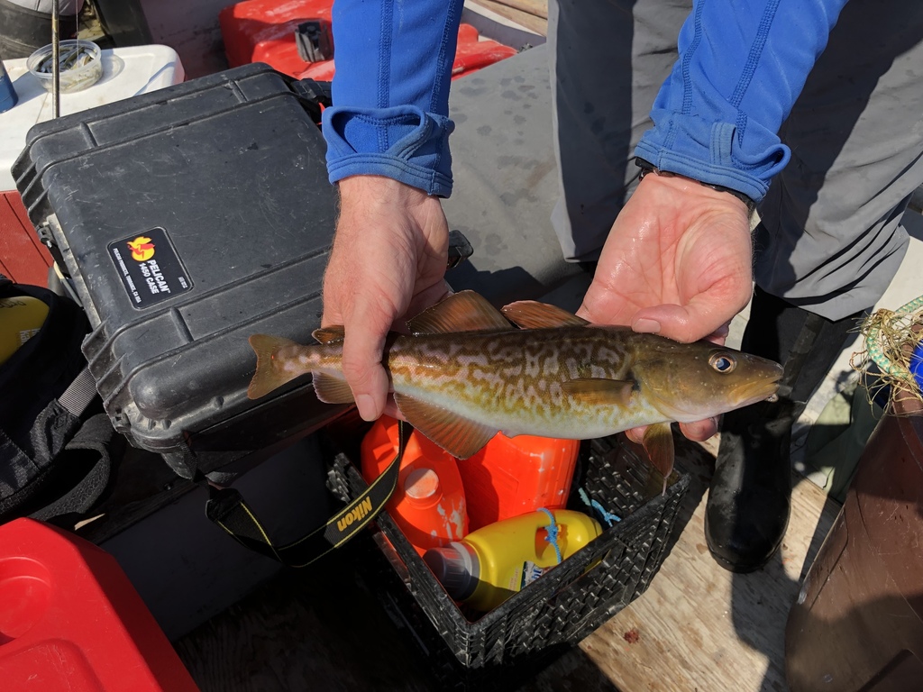 Pacific Cod (Gadus macrocephalus) - Marine Life Identification