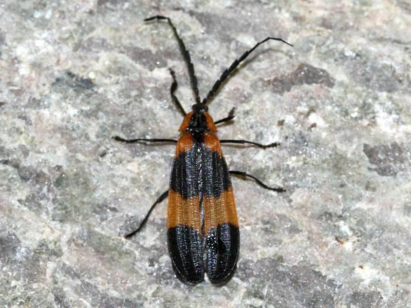 Reticulated Net-winged Beetle from Ward Pound Ridge - Trailside ...