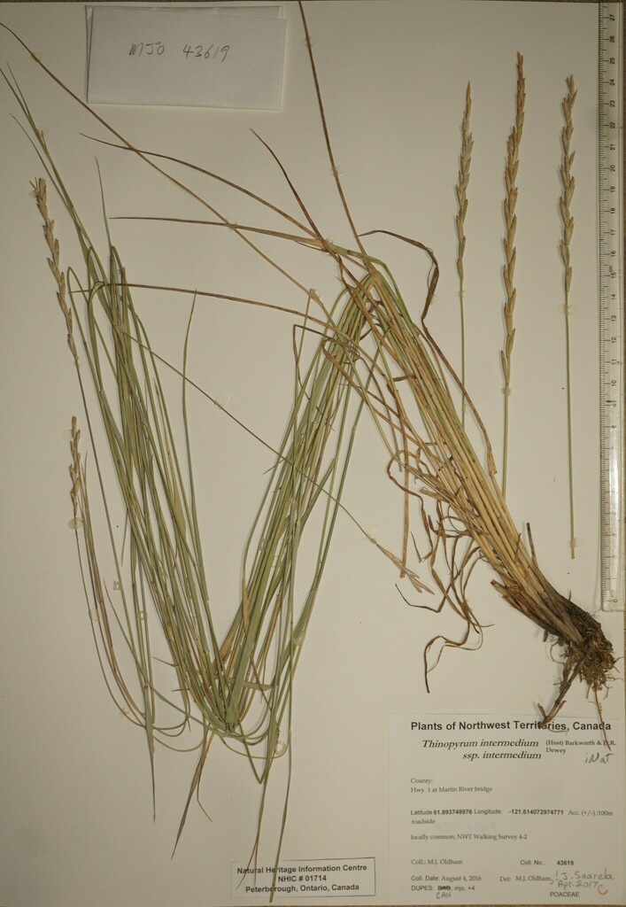 Intermediate Wheatgrass from Canada, Northwest Territories, County, Hwy ...