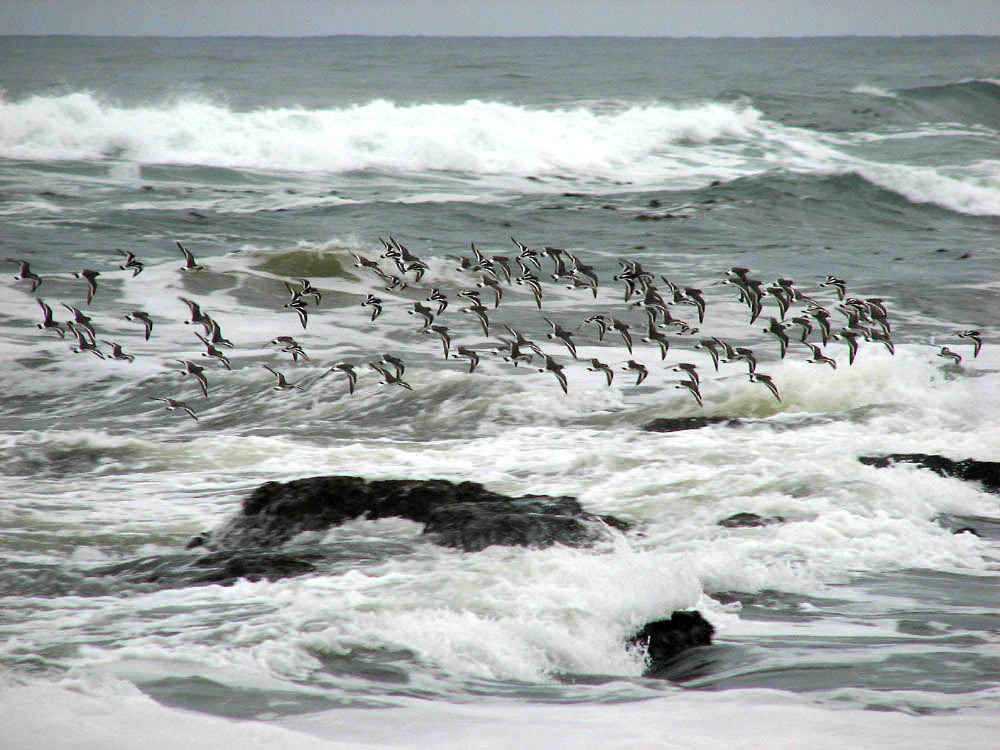 Surfbird from Botanical Beach Provincial Park, Botanical Beach Loop ...