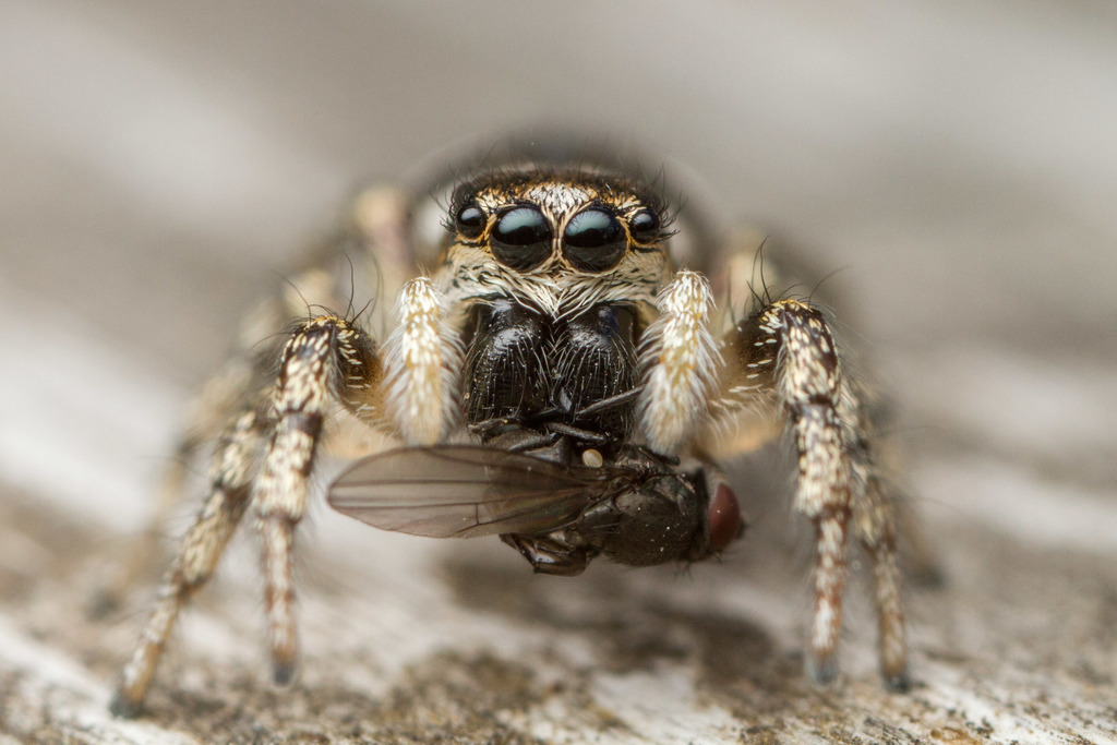 Zebra Jumping Spider from 2930 Trans-Canada Hwy, Victoria, BC V9B 5T9 ...