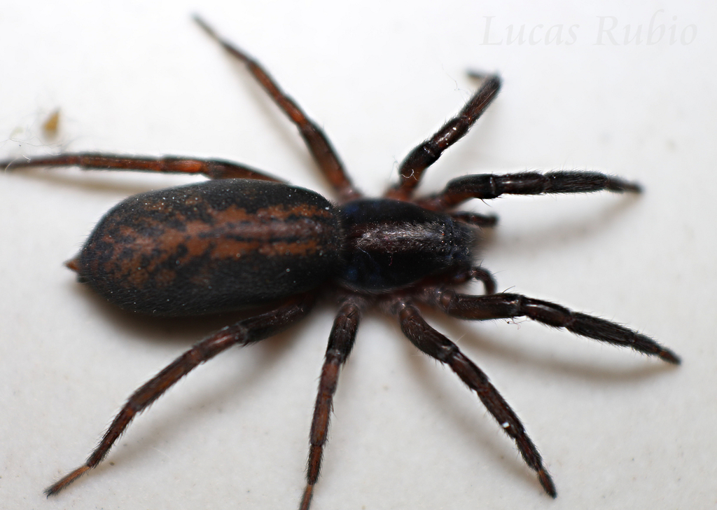 Teminius insularis from Dique Luján, Buenos Aires, Argentina on ...