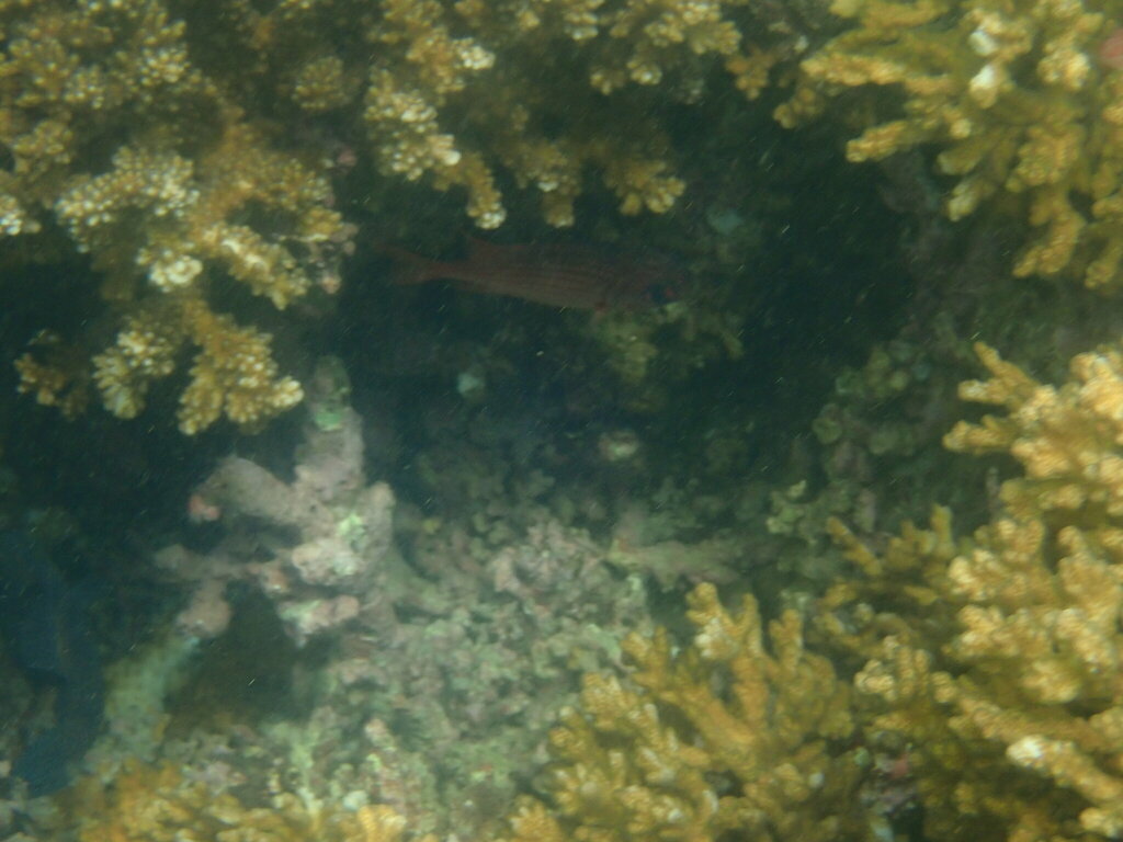 Panamic Soldierfish from Coiba NP, Machete, Montijo District, Veraguas ...