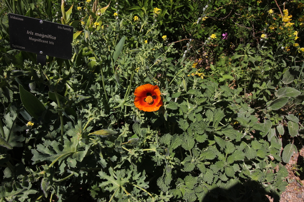 Red Horned Poppy from Cheesman Park, Denver, CO, USA on May 16, 2018 at ...