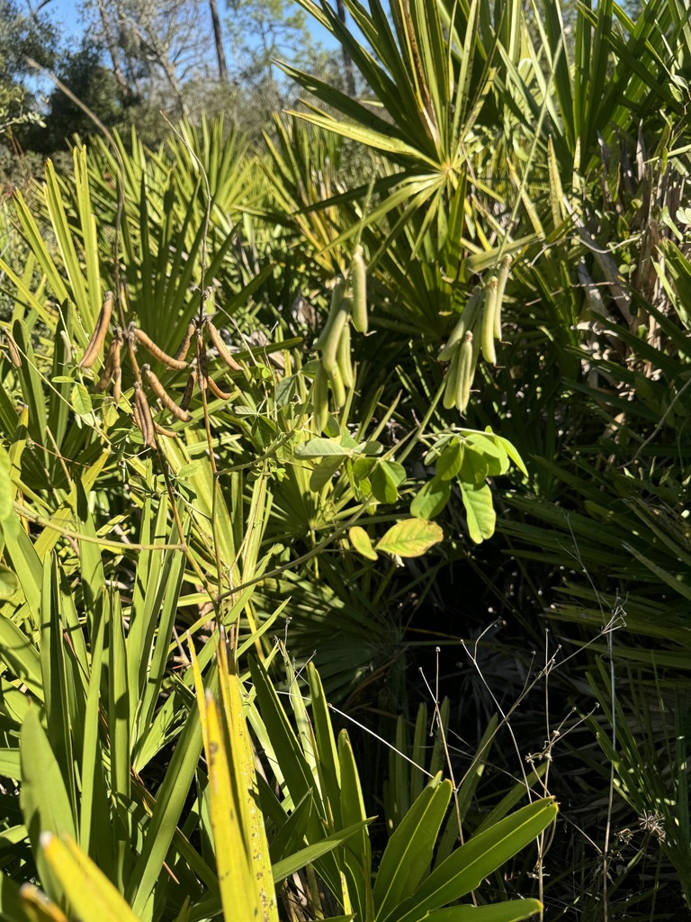 Streaked Rattlepod from Highlands County, FL, USA on November 23, 2024 ...