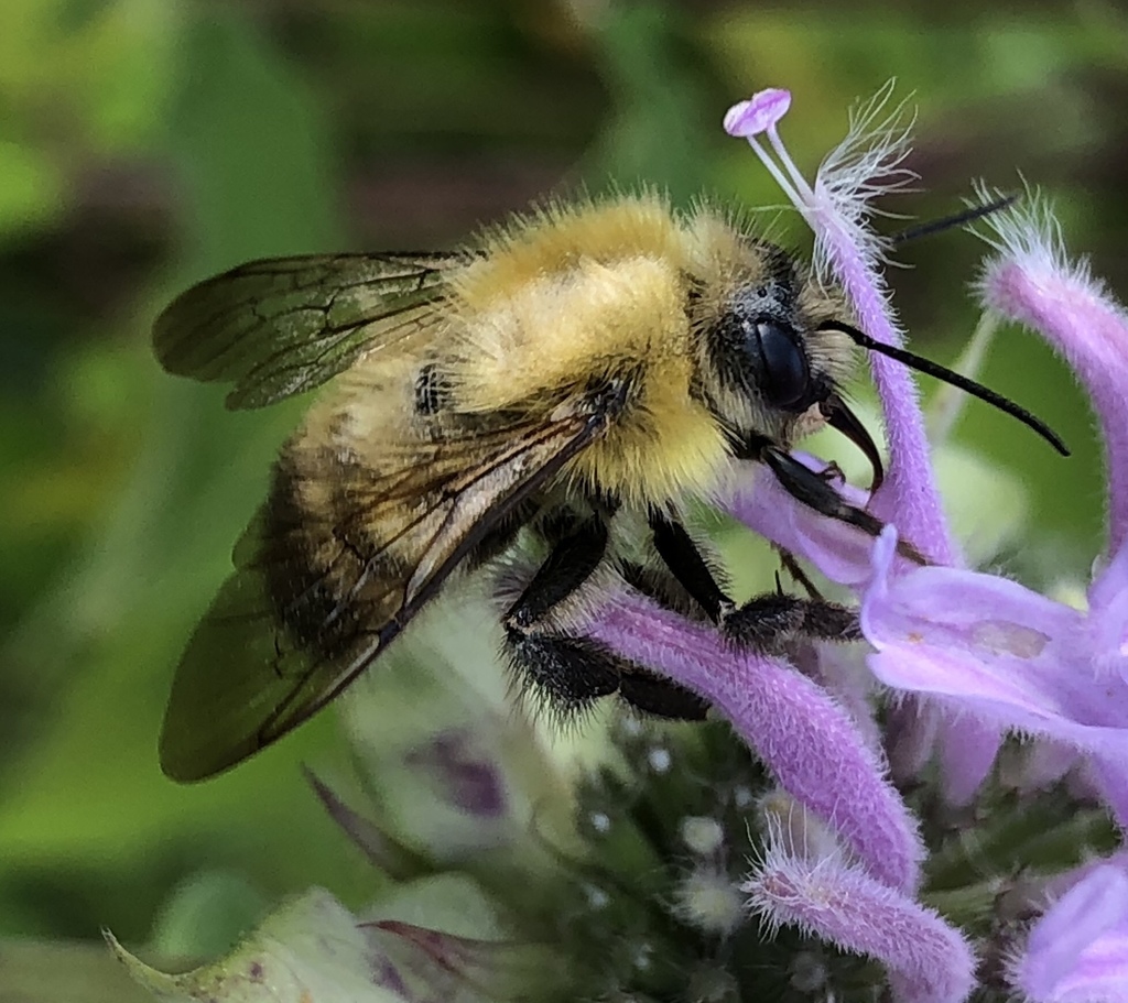 Perplexing Bumble Bee from 9419 Westfield Rd, Seville, OH, US on July ...