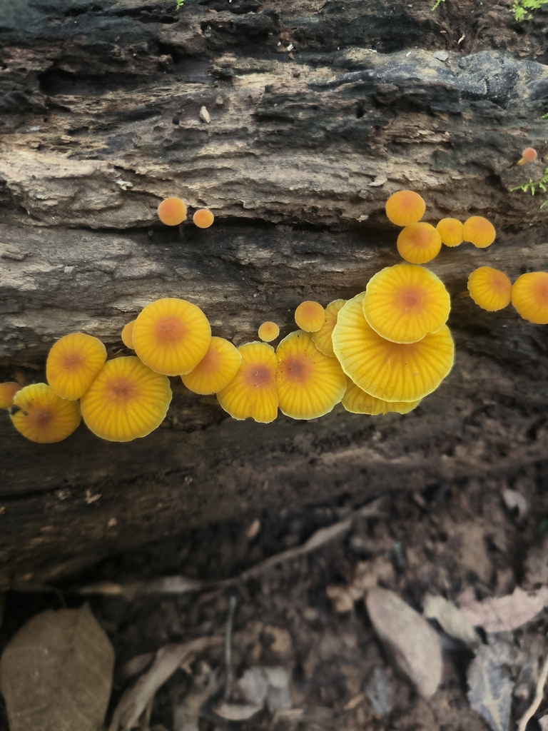 Heimiomyces from 3X58+4GM, La Valdesita, Provincia de Veraguas, Panamá ...