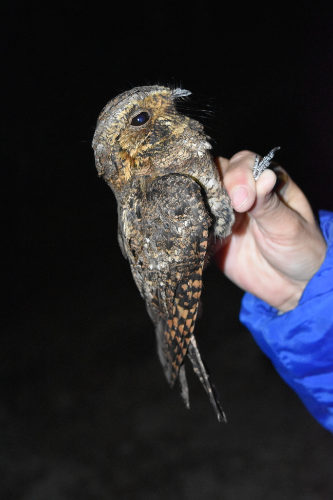 Typical American Nightjars from Guanajuato, Gto., México on March 23 ...