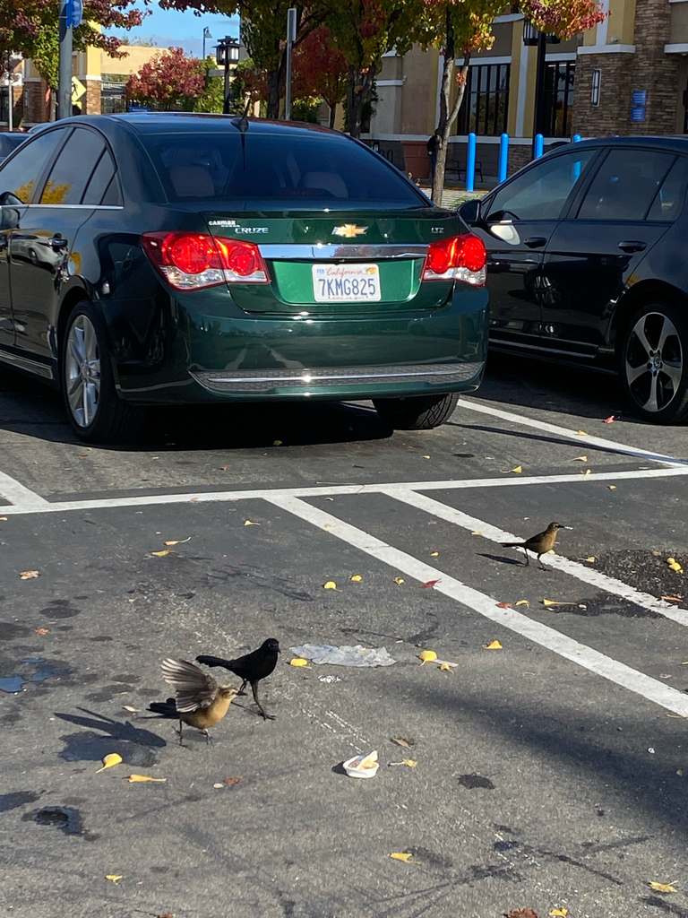 Great-tailed Grackle from Crossings Dr, Rocklin, CA, US on November 24 ...