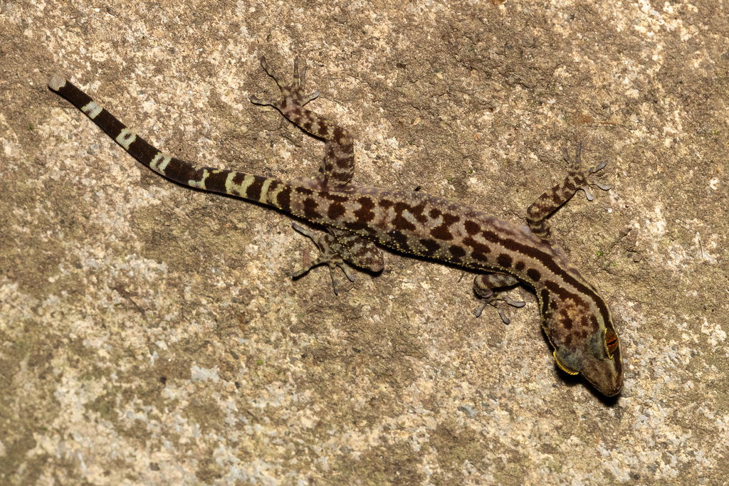 Four-striped Bent-toed Gecko from Jalan Girdle near Kaniska on November ...