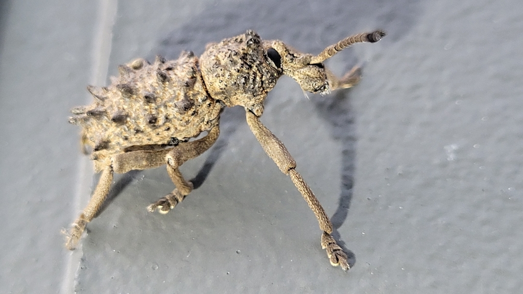 Leptopius baileyi from Mount Glorious QLD 4520, Australia on November ...