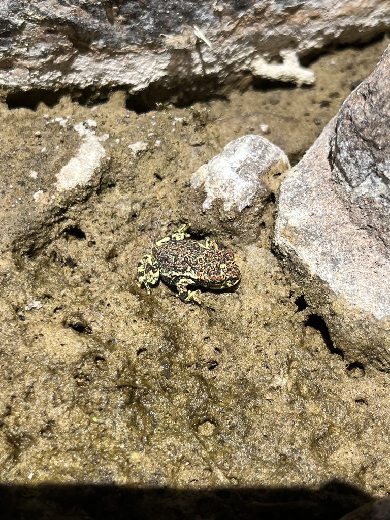 Atacama Toad in November 2024 by Janina Guerrero Espinoza · iNaturalist