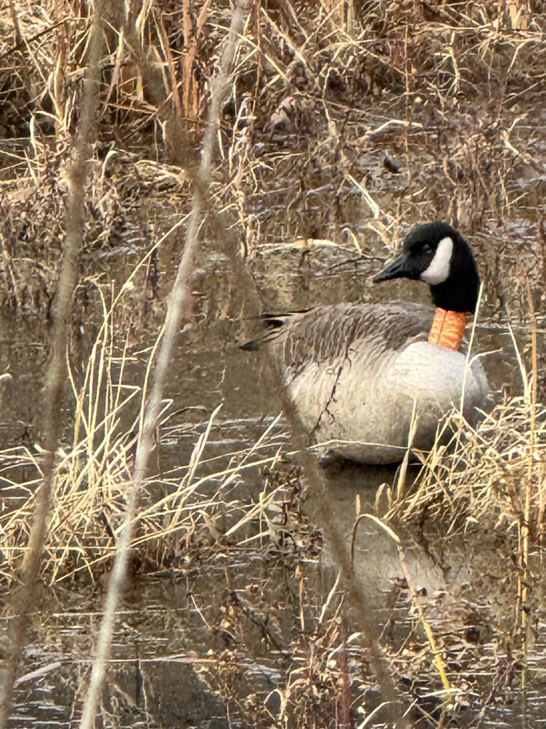 Canada Goose from Columbia Trail, Long Valley, NJ, US on November 24 ...