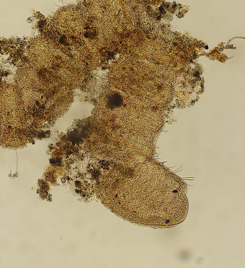 Naidinae from Snow Hill, MD 21863, USA on November 24, 2024 at 01:07 PM ...