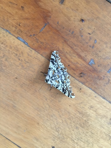 Biston falcata · iNaturalist United Kingdom