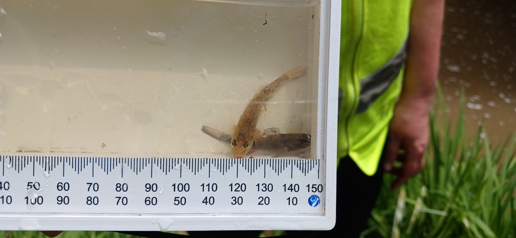 Redfin Bully from Leigh, New Zealand on November 20, 2024 at 02:00 PM ...