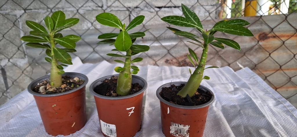 Pukanui from Panamá on November 24, 2024 at 03:25 PM by ...