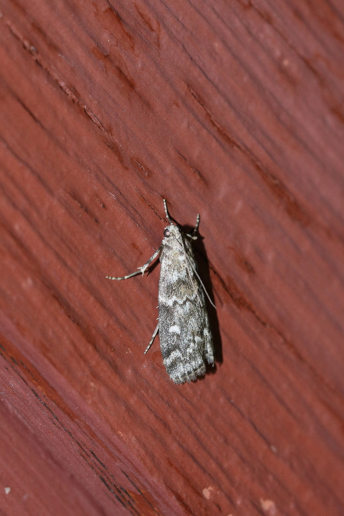 Spruce Coneworm Moth from Rue Saint-Georges, Lévis, QC, Canada on July ...