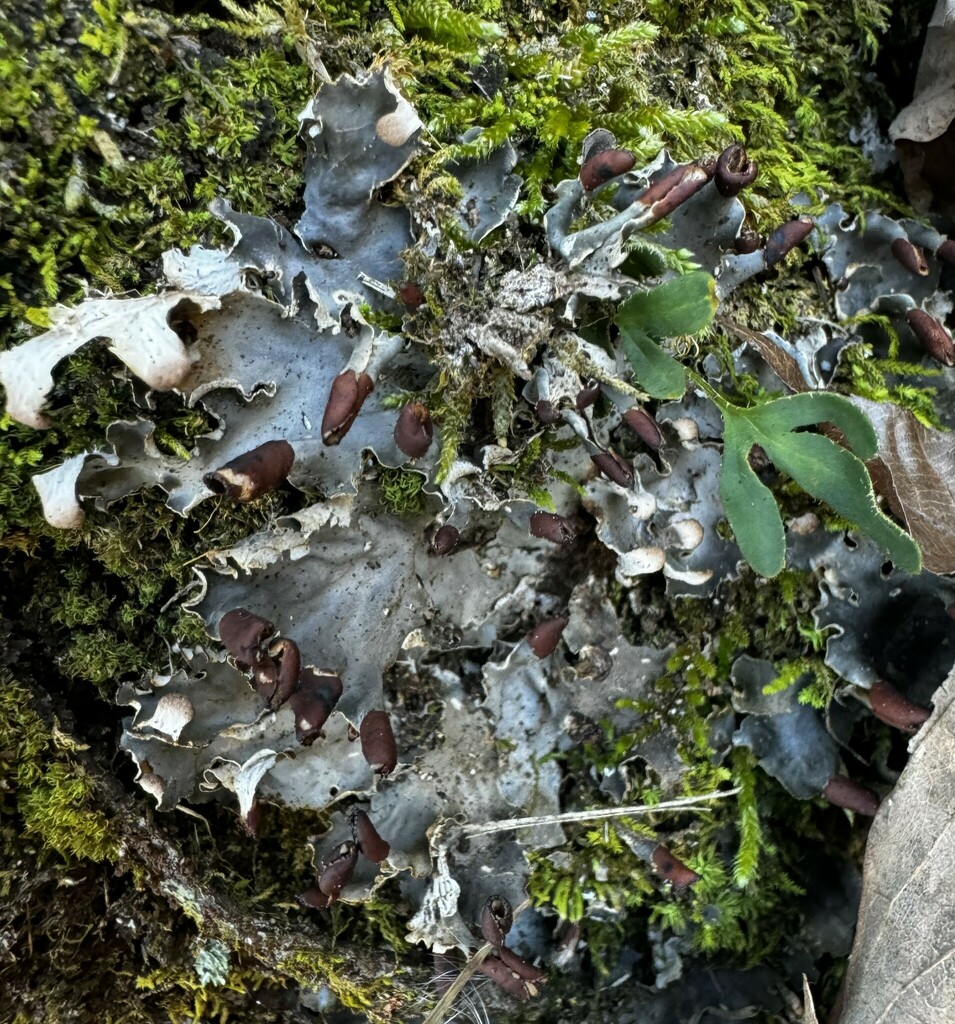 pelt lichens from Natchez Trace Pkwy at Rock Creek, Colbert County, AL ...