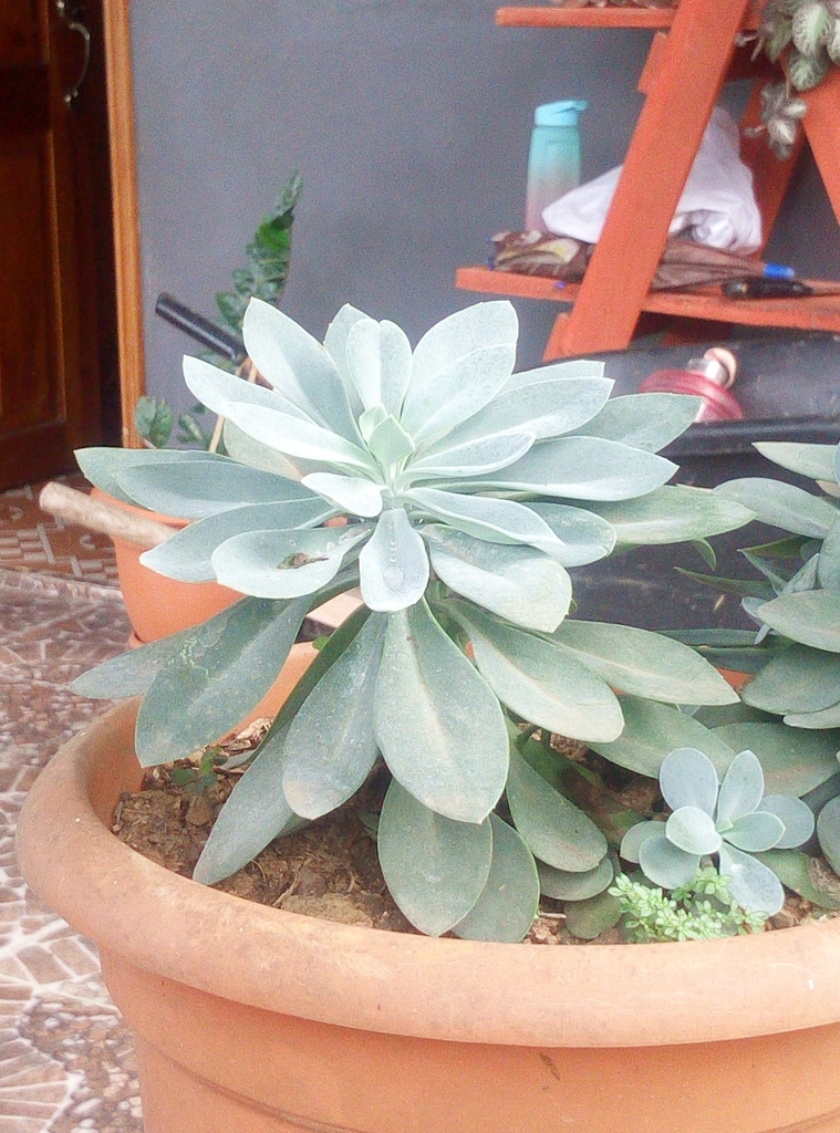 Shore Spurge on November 24, 2024 at 04:08 PM by zayderin · iNaturalist