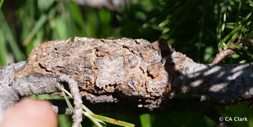 Stalactiform Blister Rust (Cronartium coleosporioides) · iNaturalist