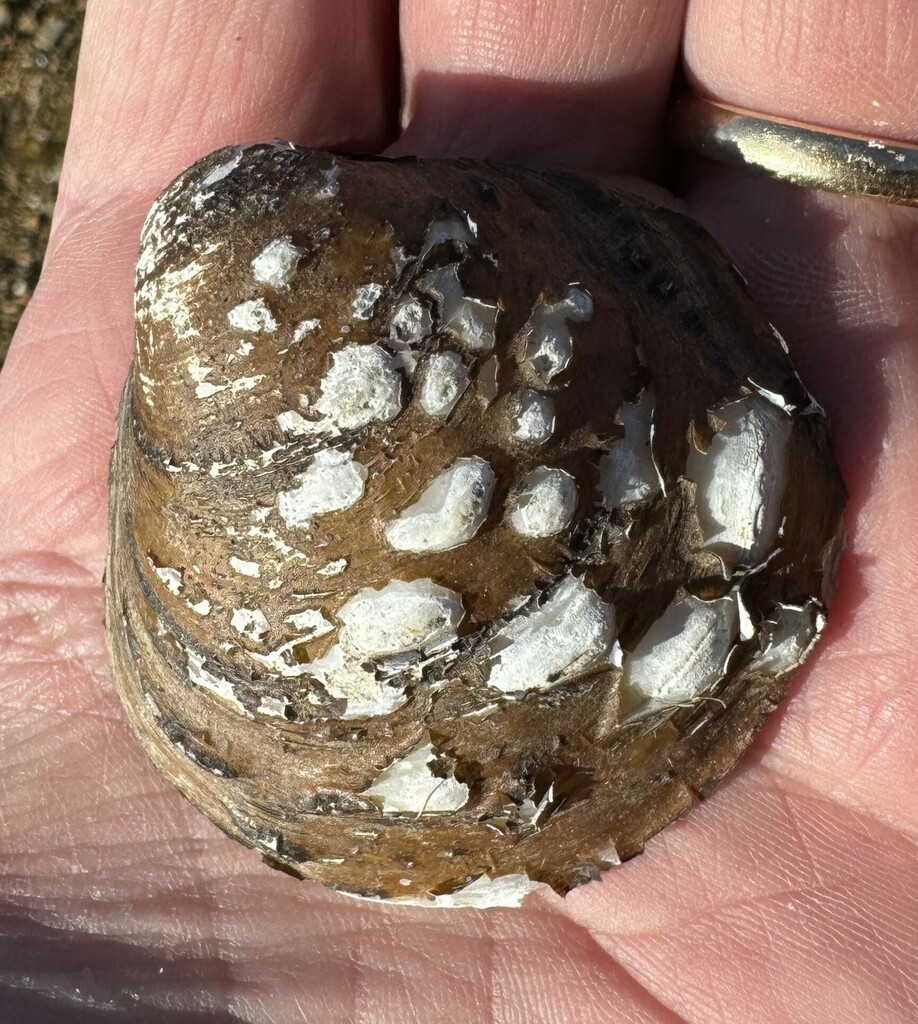 Pimpleback from Second Creek, US Hwy 72, Lauderdale County, AL, USA on ...