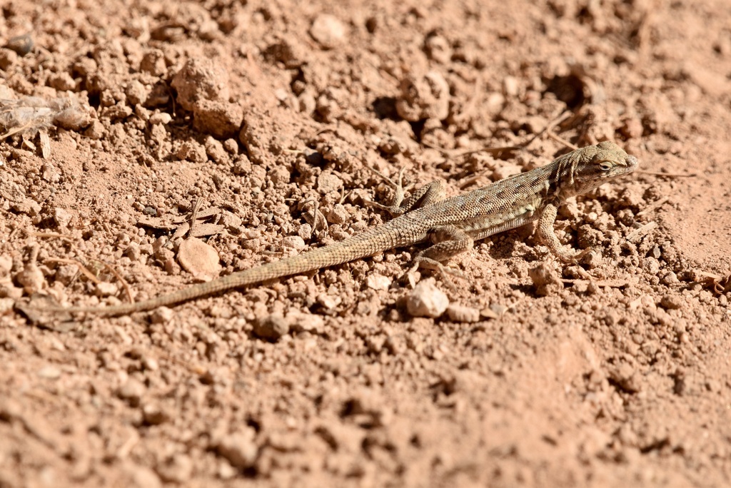 Common Side-blotched Lizard from Victory Lane Sports Park, Phoenix, AZ ...