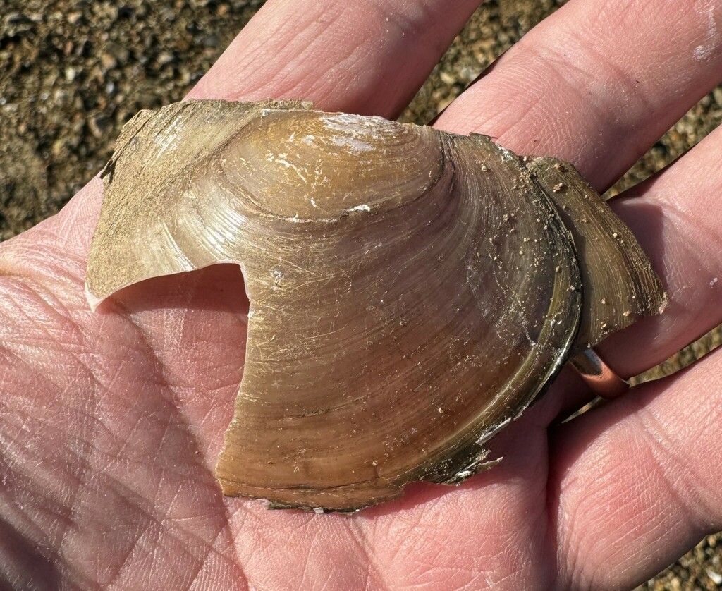flat floater from Second Creek, US Hwy 72, Lauderdale County, AL, USA ...