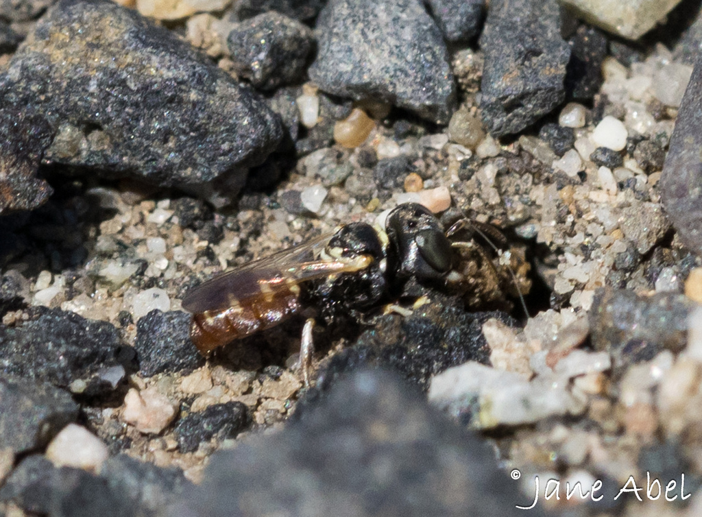 Square-headed Wasps, Sand Wasps, and Allies from Richland, WA, USA on ...