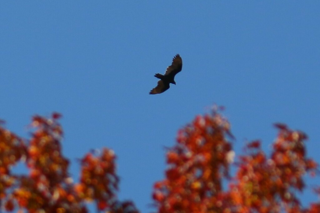 Turkey Vulture from Sherman, CT 06784, USA on October 22, 2024 at 01:08 ...