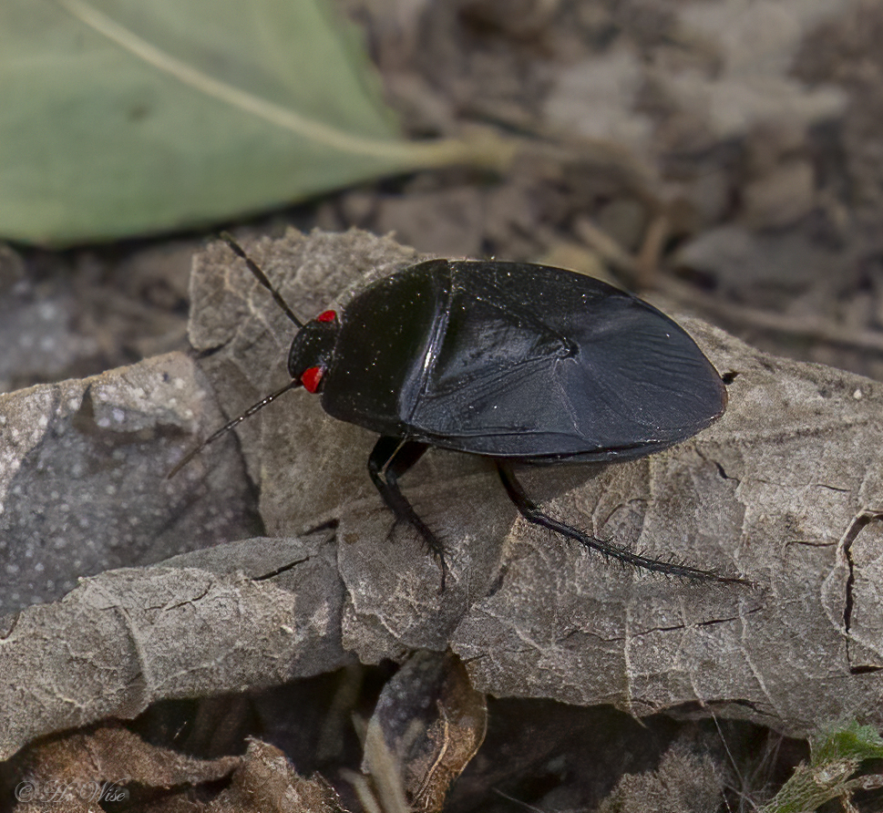 Red-eyed Burrowing Bug from Hidalgo County, US-TX, US on November 23 ...