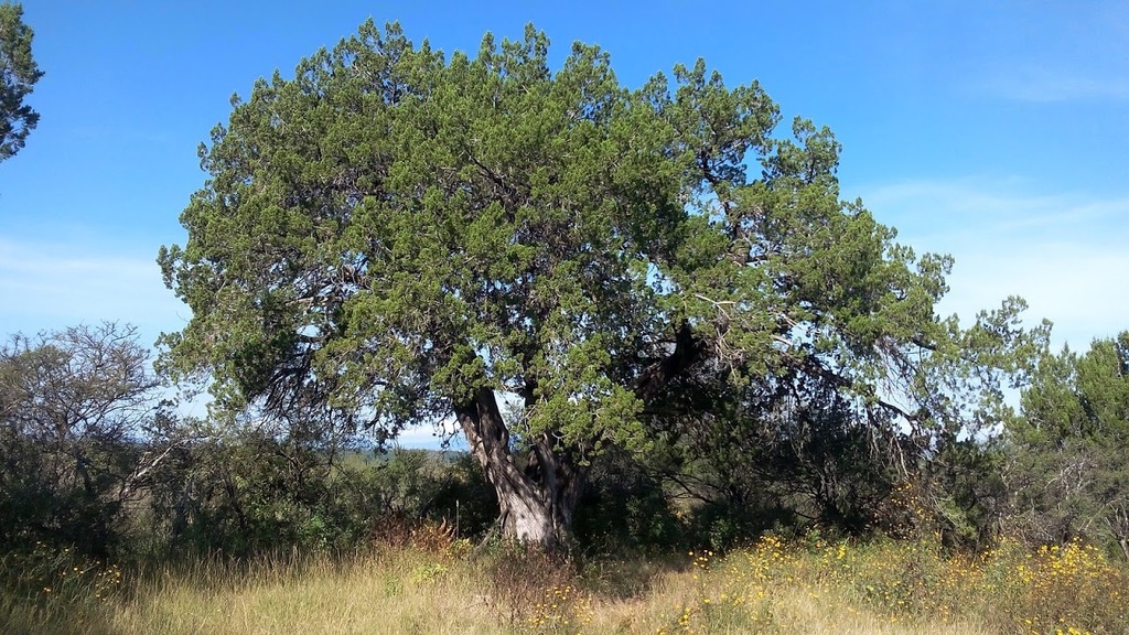 Rose-fruited Juniper from Jalostotitlán, Jal., México on October 06 ...