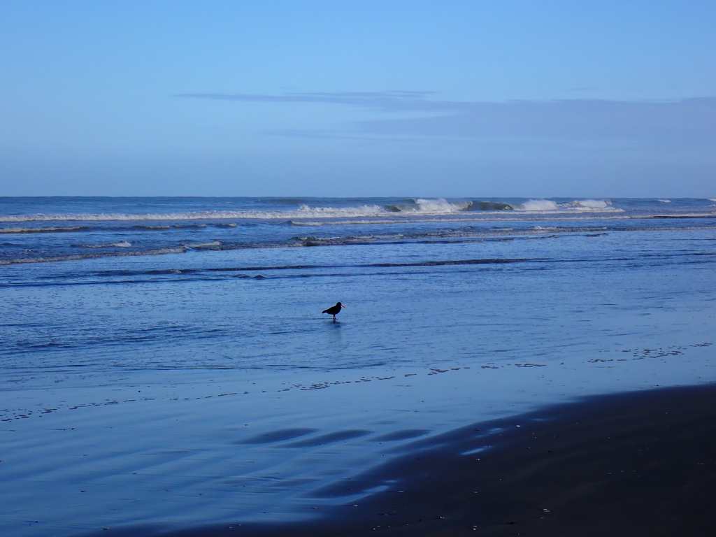 Variable Oystercatcher from Hokio Beach, New Zealand on November 24 ...