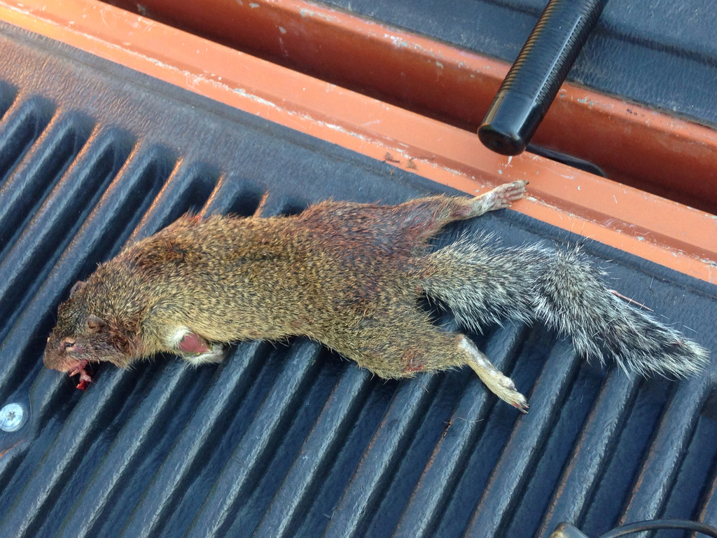 Franklin's Ground Squirrel in August 2016 by Corey Lange. Roadkill ...