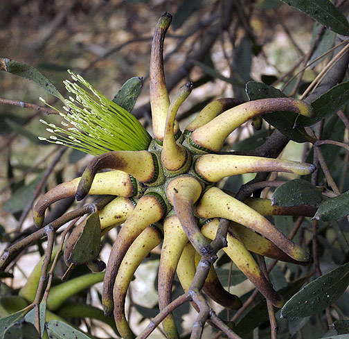 spider gum (Eucalyptus conferruminata) - Botanical Realm