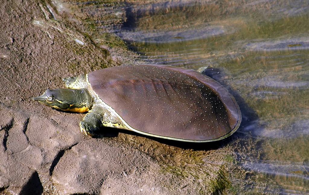 Pallid Spiny Softshell from Dallas, TX, USA walking path creek on ...