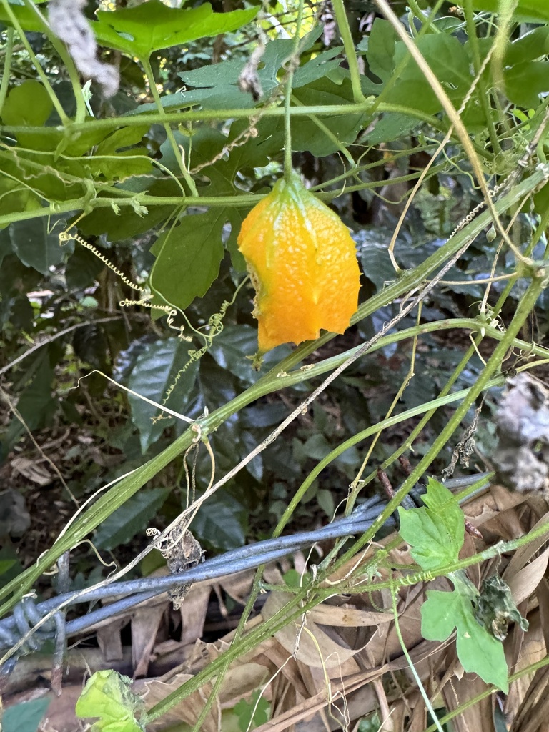 Bitter Melon from Carretera de Puerto Esperanza, Pinar del Río, CU on ...