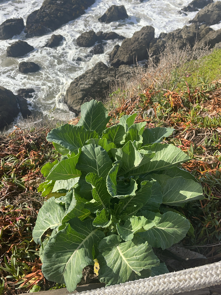 cabbage, broccoli, and allies from Moss Beach on November 23, 2024 at ...
