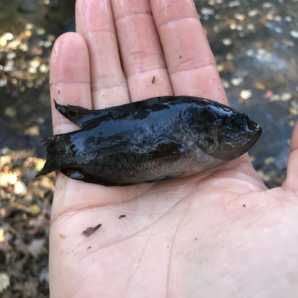 Mud Sunfish in November 2024 by house_sparrow · iNaturalist