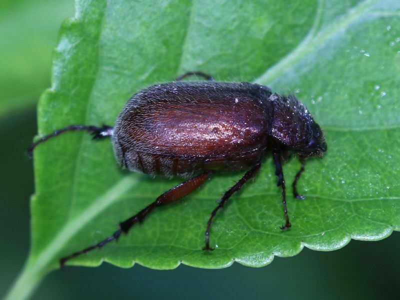 June Beetles from Ward Pound Ridge Res. Westchester, NY, USA on July 28 ...
