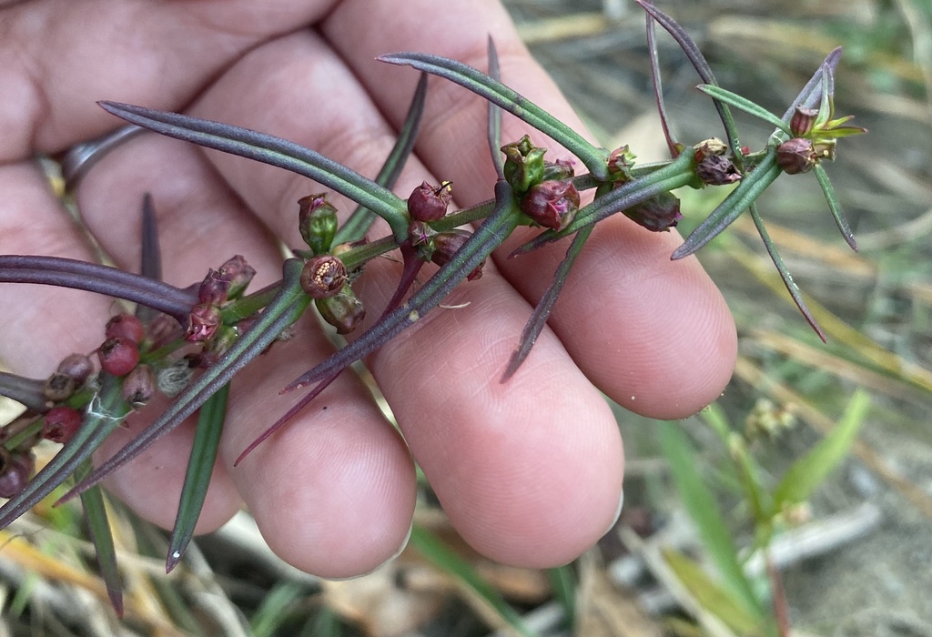 Scarlet Toothcup from Richardson, TX, USA on November 24, 2024 at 04:43 ...