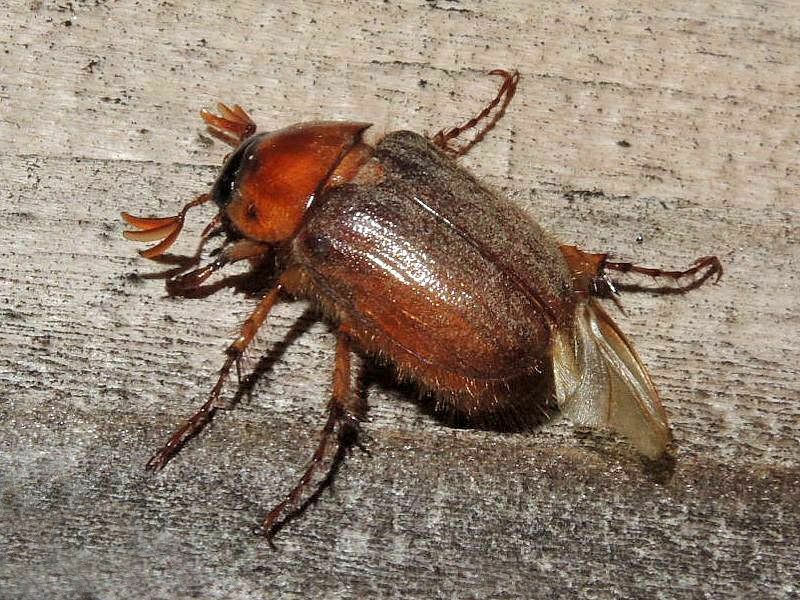 Southern Masked Chafer from Jamaica Bay Wildlife Refuge, Queens, NY ...