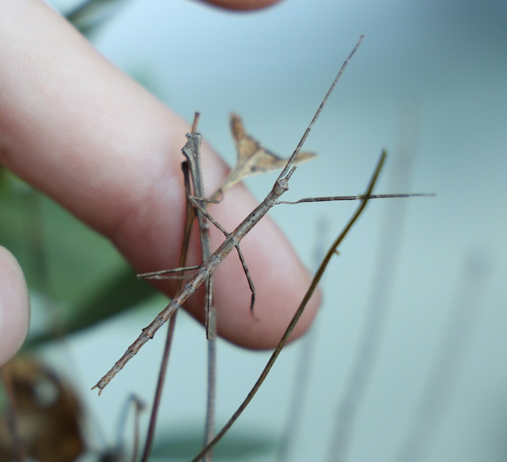 Margin-winged Stick Insect from Amiens QLD 4380, Australia on November ...