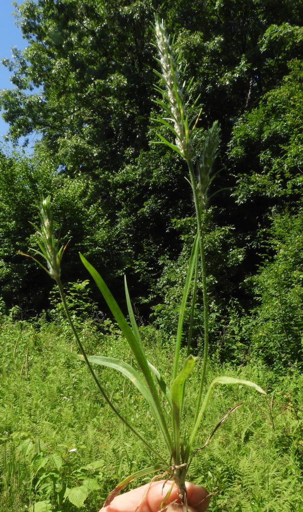 bracted plantain from Newbury, MA, USA on July 13, 2019 at 02:00 PM by ...