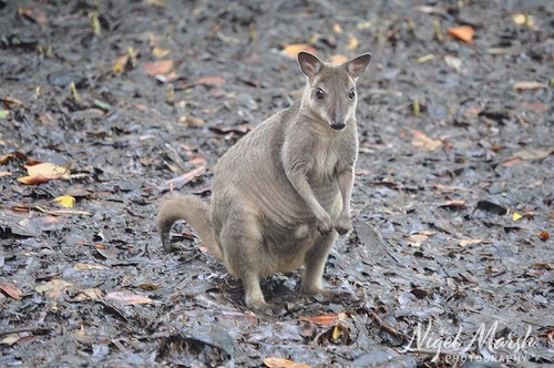 Greater Dorcopsises (Genus Dorcopsis) · iNaturalist