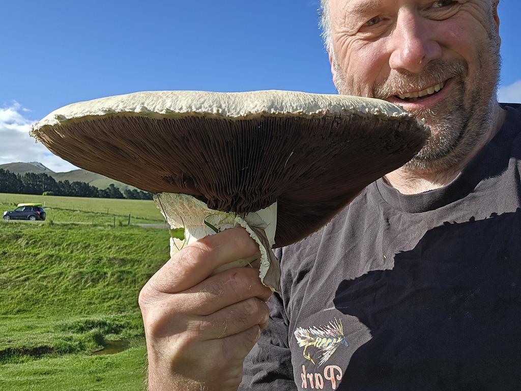 Agaricus crocodilinus from Burkes Pass 7987, New Zealand on November 16 ...